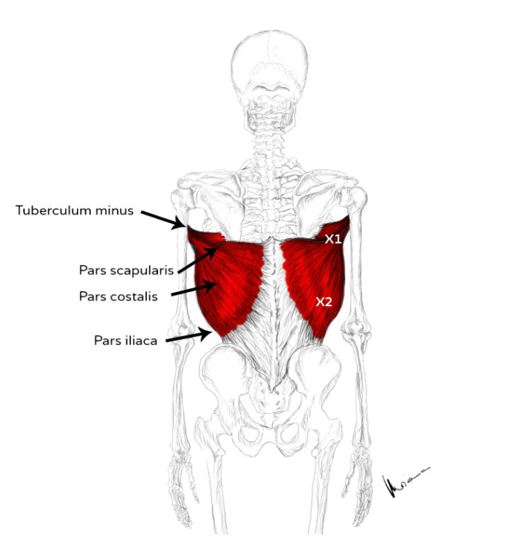 背筋 Musculi dorsi 背部にあって上肢に関するもの 広背筋M. latissimus dorsi. ｜ 人体解剖実習 Human ...