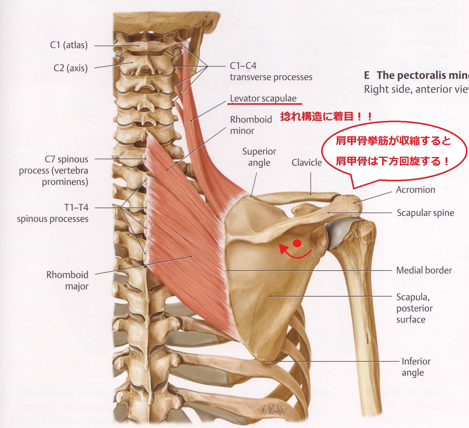 背筋 Musculi dorsi 背部にあって上肢に関するもの肩甲挙筋M. levator scapulae. ｜ 人体解剖実習 Human ...